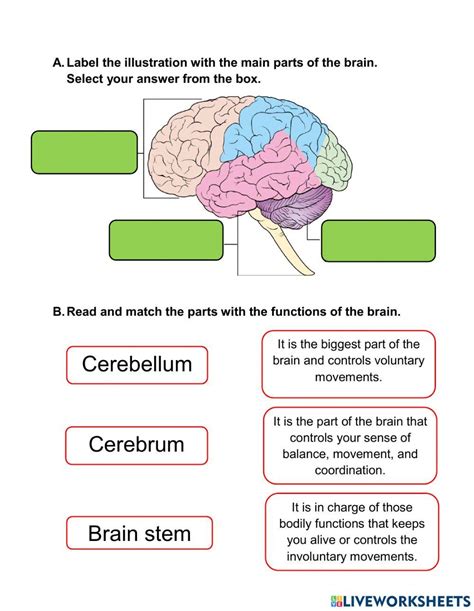 Parts Of The Brain Online Activity Live Worksheets Worksheets Library