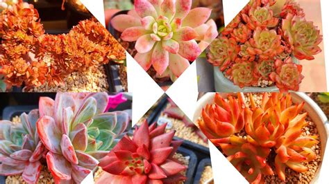 다육이♡ 다육이 이름알기♡ 다육초보분들 이름 공부하고 가세요♡ 예쁜 다육식물 소개합니다♡succulents Youtube