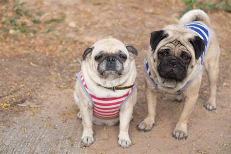 Male Vs Female Pug The Gender Battle Is Back
