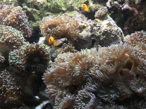 A Gentle Introduction To Sigmoid Function MachineLearningMastery Com