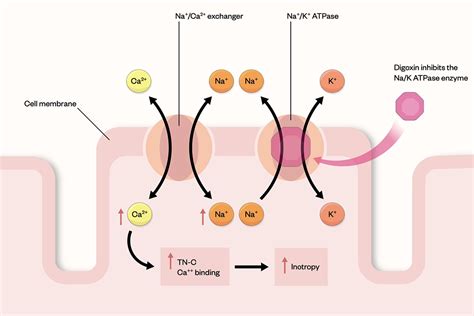 Digoxin Monitoring And Toxicity Management The Pharmaceutical Journal