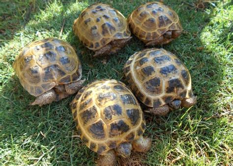 Turtle Shell Rot Symptoms Causes And Treatments MyPetCareJoy