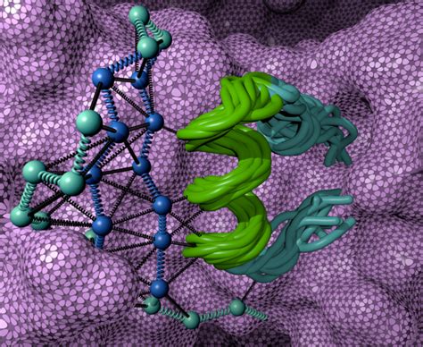 Modeling Of Protein Structural Flexibility And Large Scale Dynamics Coarse Grained Simulations