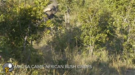 در این ویدئو شیر وحشی را میبینید که به جنگ فیل عصبانی میره بدجور