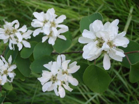 Western Serviceberry Marion Swcd