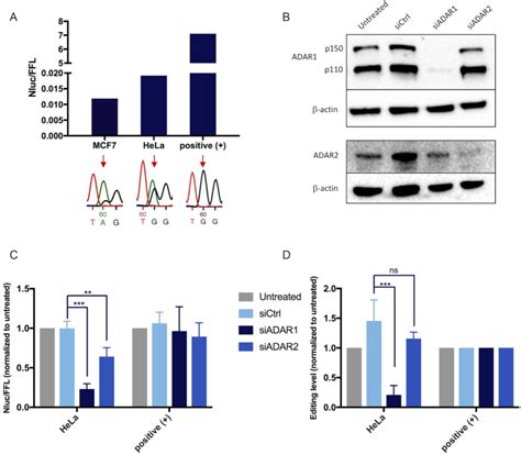 Sensitive Adar Editing Reporter In Cancer Cells Enables High Throughput
