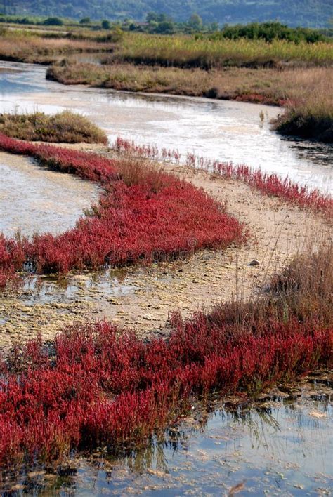 Brackish Marsh In Autumn Colors Stock Image Image Of Environment