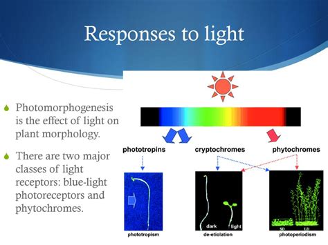 Plant Responses To Internal And External Signals Ppt Download