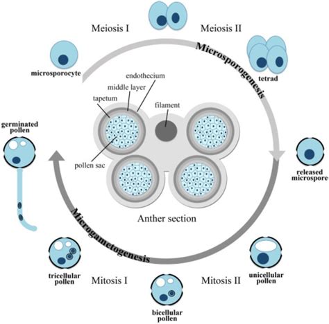 Scheme Of Microsporogenesis And Microgametogenesis Open I