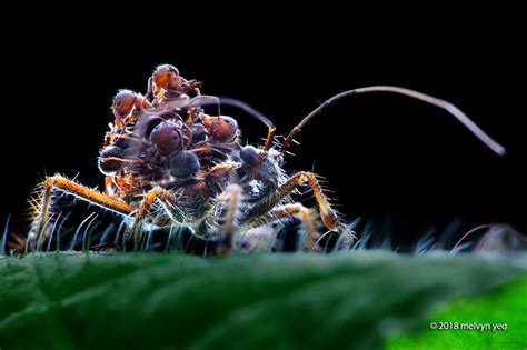 Ant Snatching Assassin Bug Nymph Acanthaspis Sp By Melvynyeo On