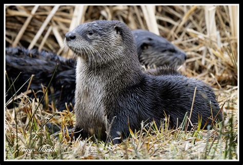 Nature And Wildlife Photography Fm Forums
