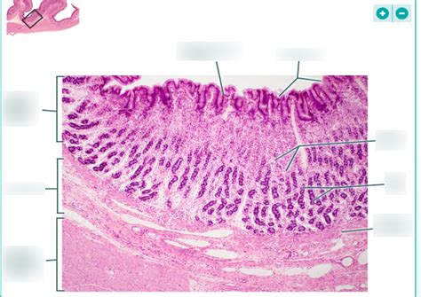 Stomach Histology Diagram Quizlet Stomach Histology Diagram Quizlet
