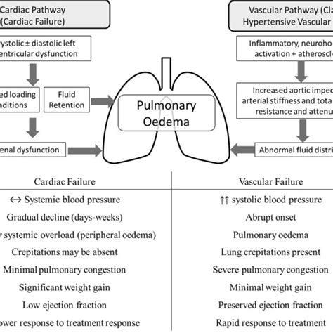 A Cardiac And Venous Return Curves B Depressed Cardiac Contractility Download Scientific