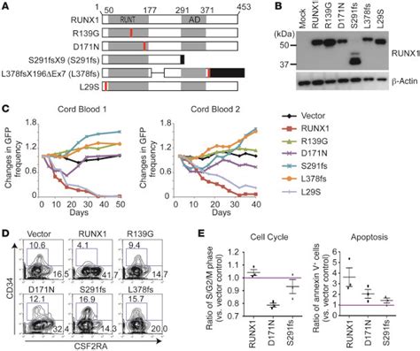 Jci Transcription Factor Runx1 Promotes Survival Of Acute Myeloid