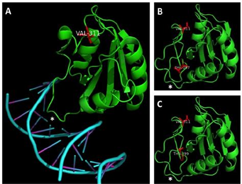 Modeling Mcpyv Lts Interaction With Dna A Phyre2 And Pymol Download Scientific Diagram