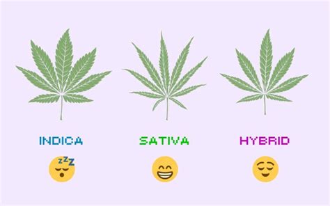 Indica Vs Sativa Vs Hybrid Understanding Cannabis Types