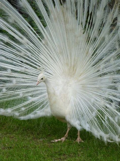 15 Birds With Spectacularly Fancy Tail Feathers Artofit