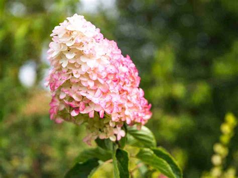 11 Cone Hydrangea Varieties We Love Hydrangea Love