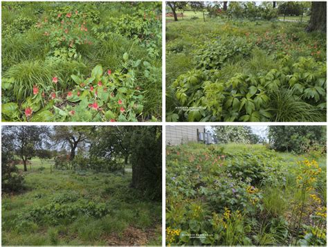 Shade Gardens Are Sexy Prairie Up