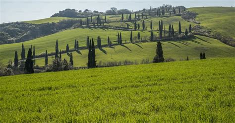 많은 나무로 덮인 무성한 녹색 언덕 사진 Unsplash의 사이프러스 나무 이미지