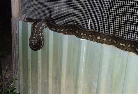 Coastal Carpet Python Wildlife Mountain Australia