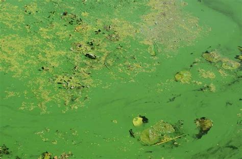 How To Remove Algae From Pond 5 Steps FAQs Fishtank Expert