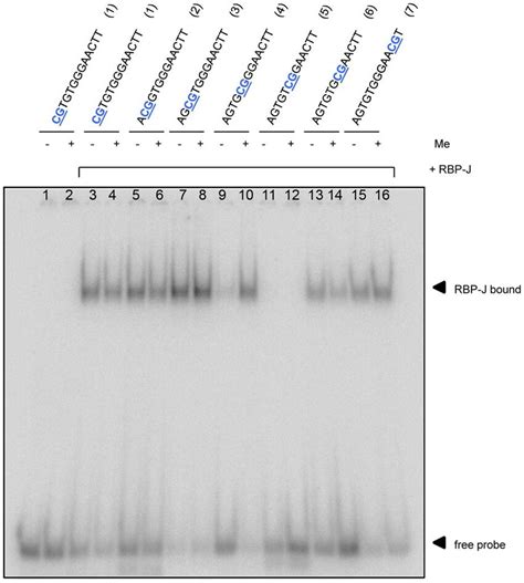 Rbp J Binding To A Mutated Rbp J Consensus Site Is Restored By Download Scientific Diagram