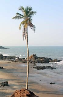 Coconut Trees Goa India The Sand Made The Goas Beaches … Flickr