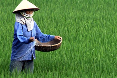 මෙරට ගොවීන්ට සුභ ආරංචියක් පුවත්