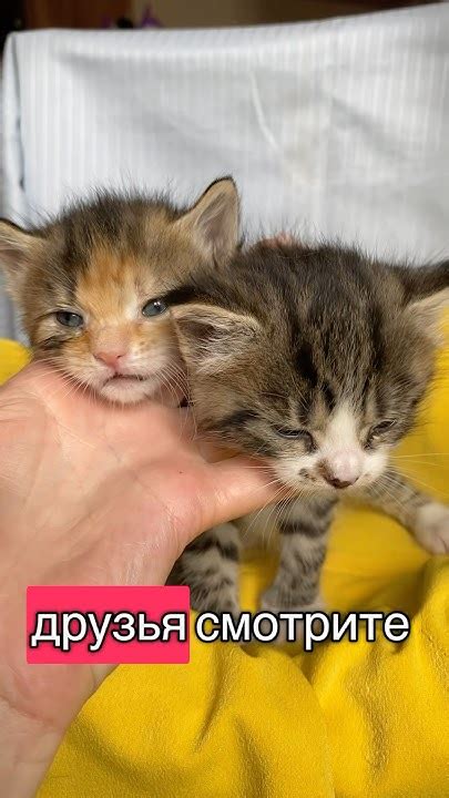 Малыши ищут дом Минск Youtube