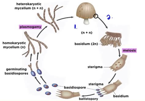 Basidiomycota 2 Ascomycota Flashcards Quizlet