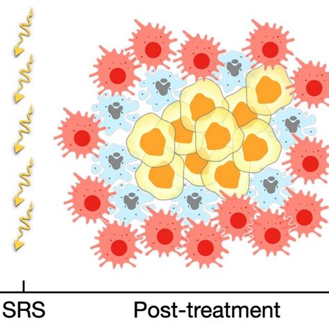 Schematic Representation Of The Populations Involved In The Response To