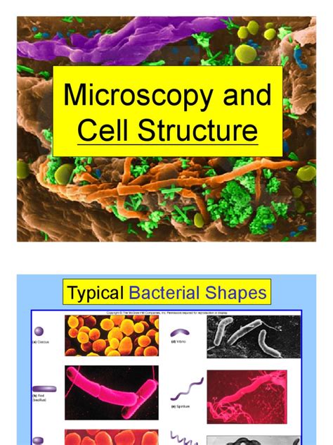 Pdf Microscopy And Cell Structure Dokumen Tips