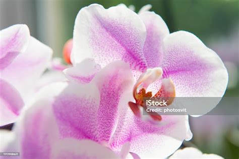 난초 성장 팁 어떻게 실내 열대 식물을 돌봐 원예 및 심기 집 식물 오 키드 부드러운 부드러운 부드러운 꽃을 가까이 난초 꽃 핑크 보라색 꽃입니다 팔레노시스 런치 개념에