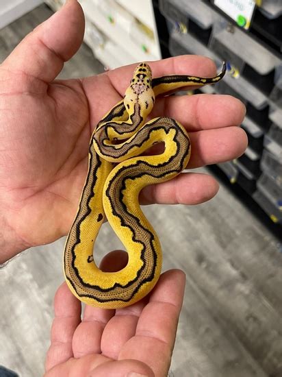 Pastel Super Blade Clown Free Shipping Ball Python By Mb Exotics