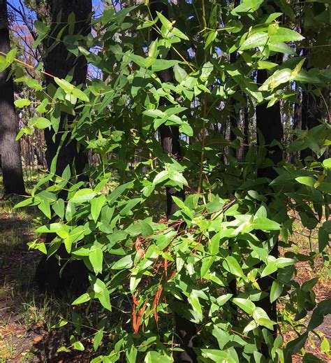Understanding Fuzzy Trees Life In A Southern Forest