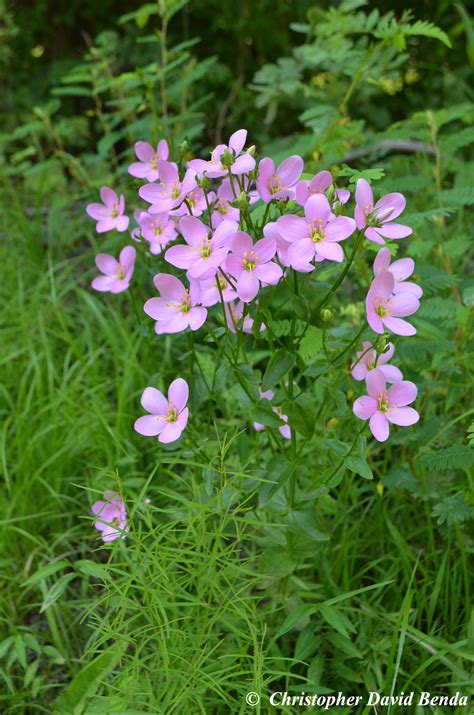 Sabatia Angularis Illinois Botanizer
