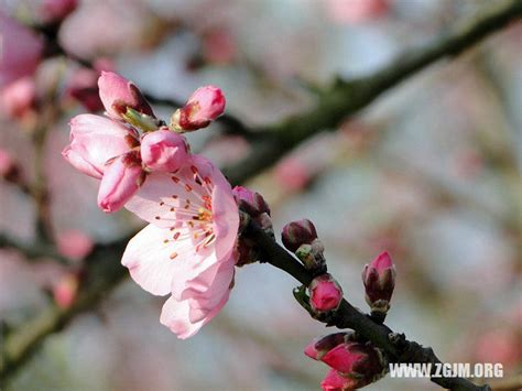 梦见树上长满水红的花 大山谷图库