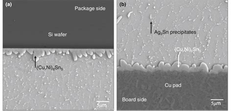 Cross Section Sem Image Of As Assembled Wlcsp Package Microstructure Download Scientific