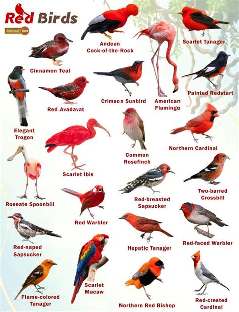 Red Birds Facts List Pictures And More