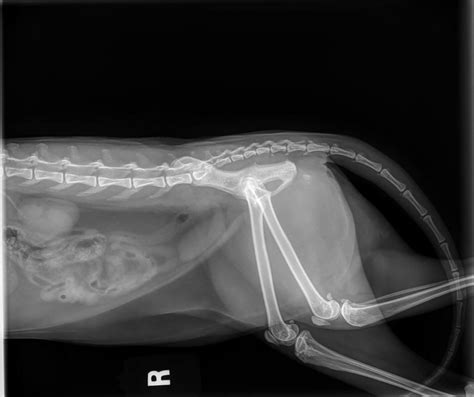 Cat Getting X Ray At Bruce Green Blog