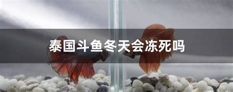 泰国斗鱼冬天会冻死吗 鱼百科