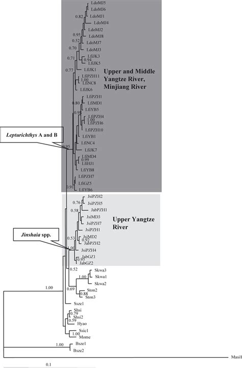 Bayesian Inference Tree Estimated By Mrbayes For All Samples Based On