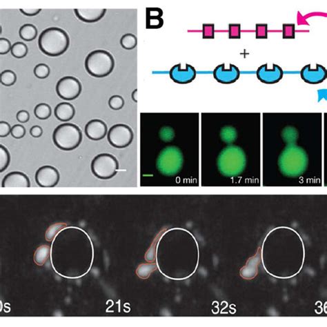 What Is Liquid Liquid Phase Separation At Nina Pierson Blog