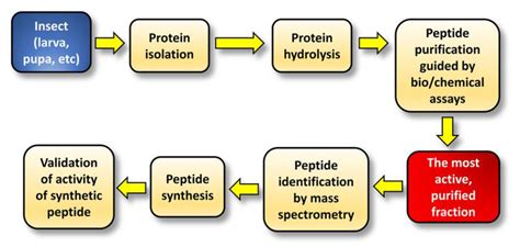 Bioactive Peptide Discovery From Edible Insects For Potential Applications In Human Health And
