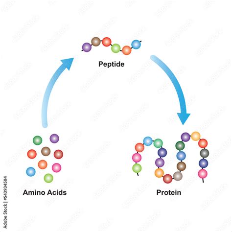 Scientific Designing Of Biochemial Structure Of Amino Acids Peptides