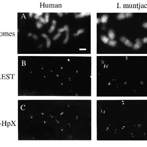 Cenp E Distribution During Mitosis In Indian Muntjac Cells Indian Download Scientific Diagram