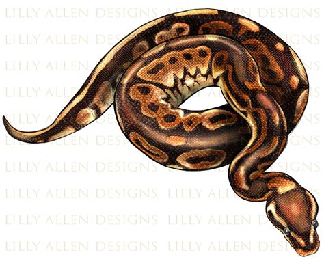 Royal Ball Python Illustrations Png Digital Downloadsnake Etsy