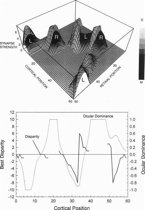 Response Properties Of Cortical Neurons In A Model With Two Phase