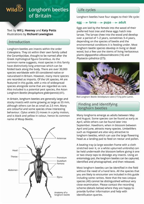 Longhorn Beetle Uk